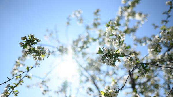 Spring Tree Flowers